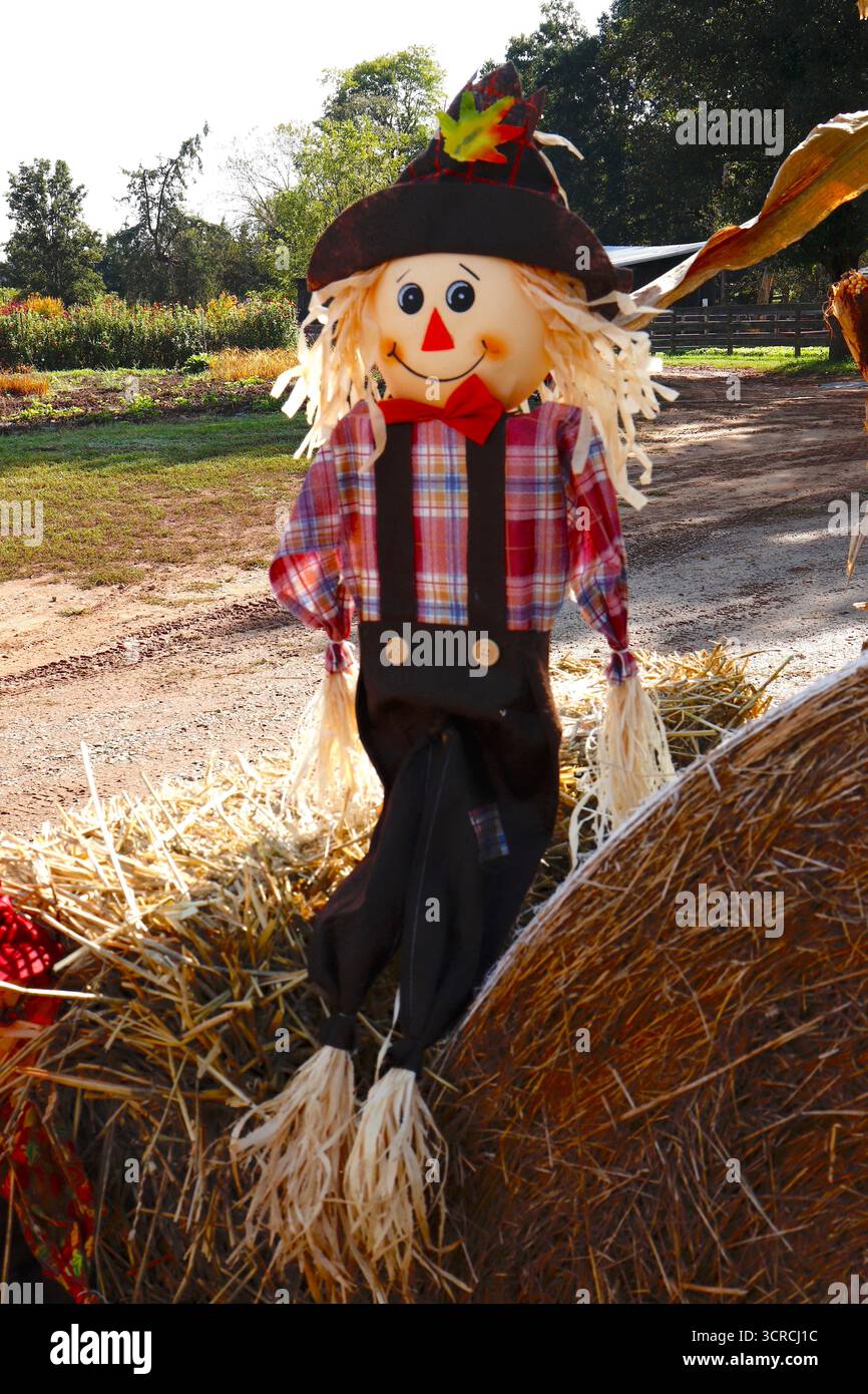 Plaid shirt scarecrow on hay bale Stock Photo - Alamy