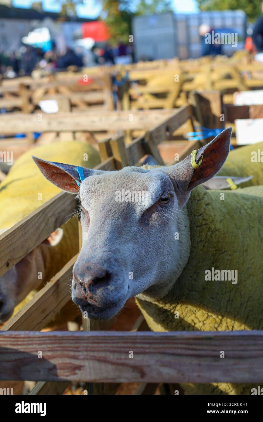 40th Masham Sheep Fair, Masham, North Yorkshire, England Stock Photo ...