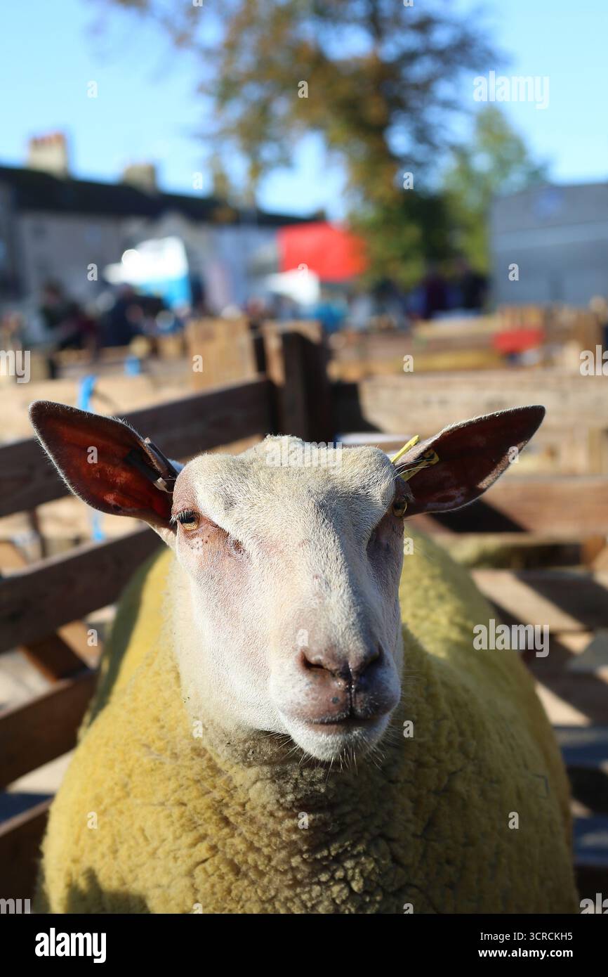 40th Masham Sheep Fair, Masham, North Yorkshire, England Stock Photo ...