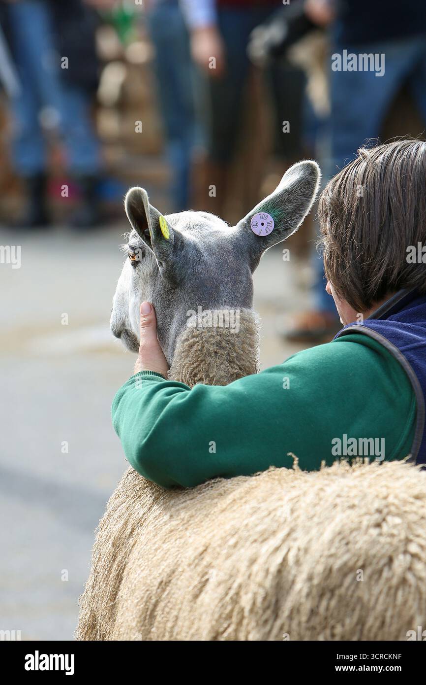 40th Masham Sheep Fair, Masham, North Yorkshire, England Stock Photo ...