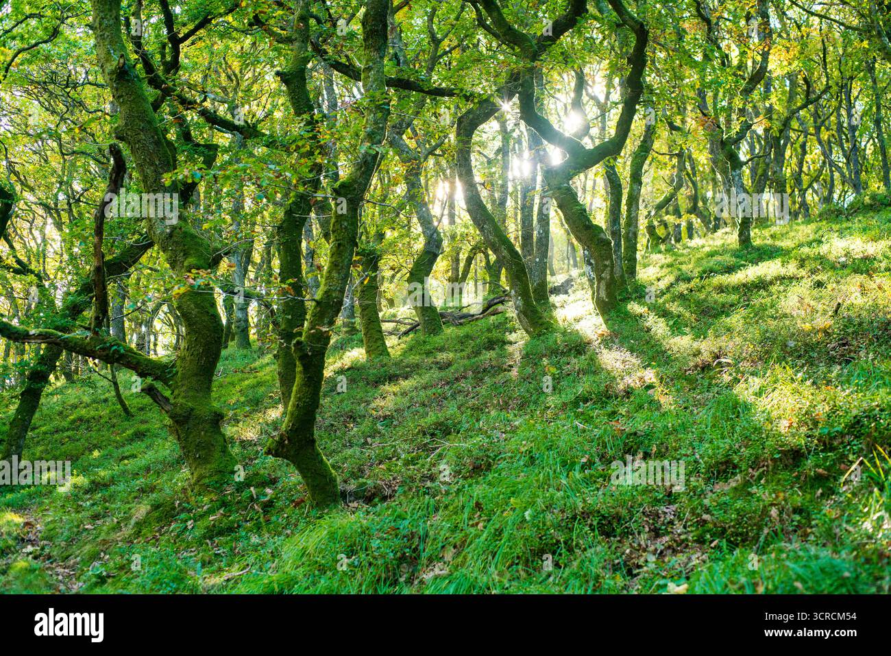 Atlantic rainforest uk hi-res stock photography and images - Alamy