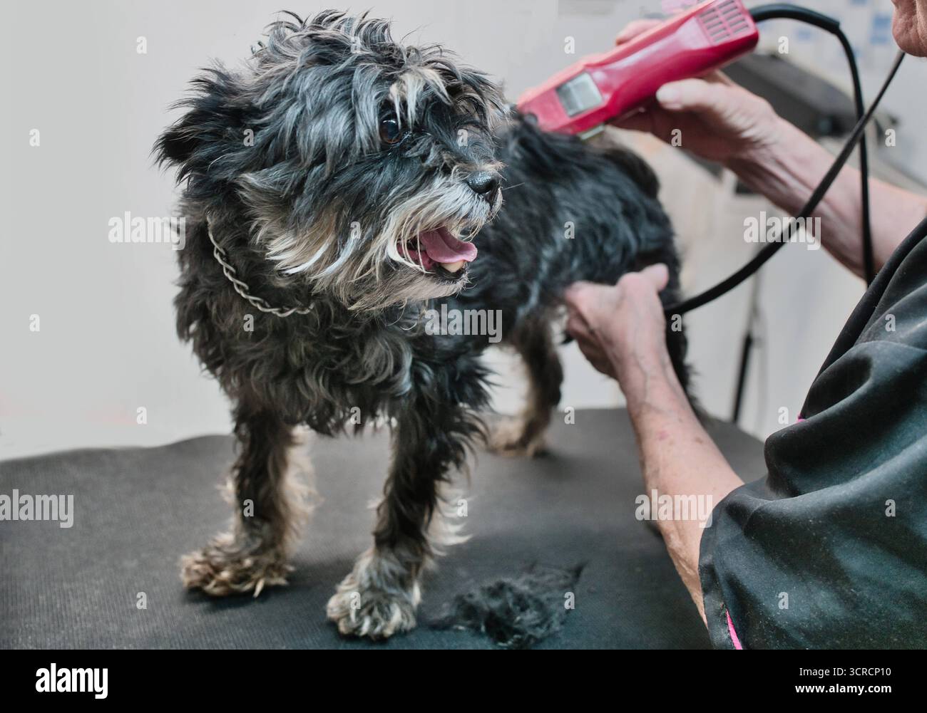 Dapfen Hund beim Hundefriseur Ein Schnauzer Hund wird in einem ...
