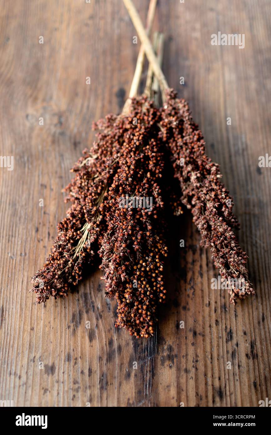 Sweet cane sorghum hi-res stock photography and images - Alamy
