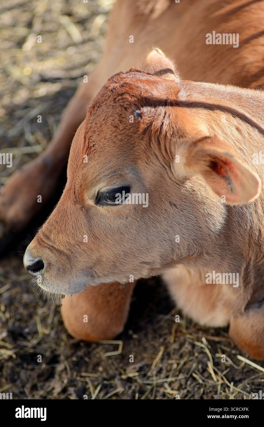 Baby cow animal hi-res stock photography and images - Alamy