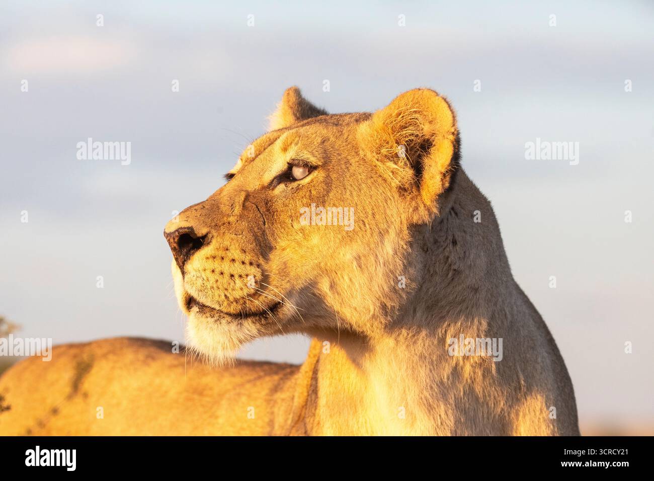Kalahari Lioness (Panthera leo) blind in one eye probably from ...