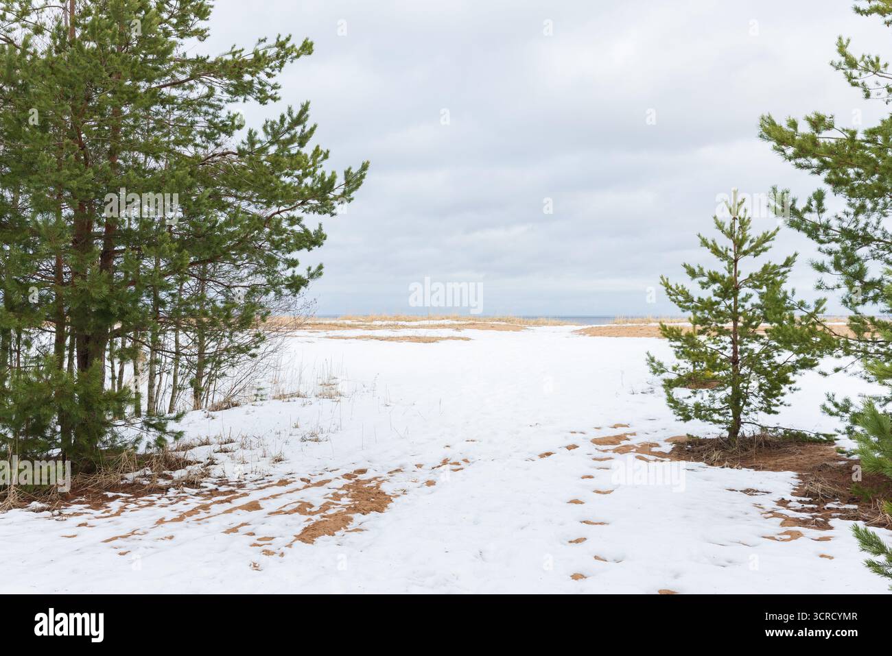 Sparse grasses hi-res stock photography and images - Alamy