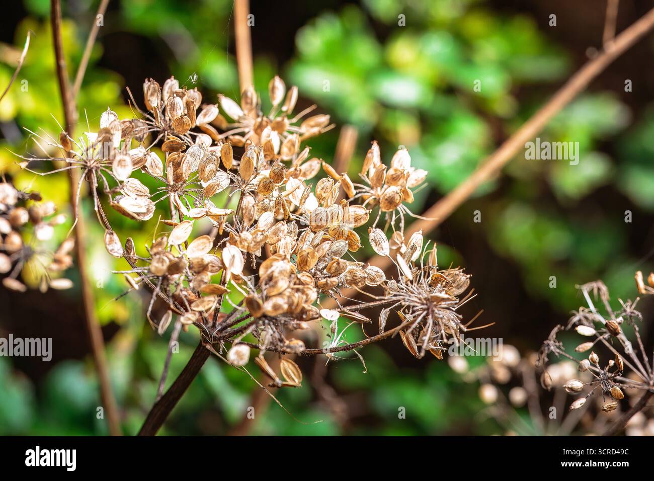 Beautiful grass seed pods hi-res stock photography and images - Alamy