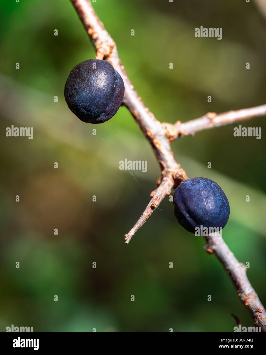 The image shows a sloe berry, which is the fruit of the blackthorn ...