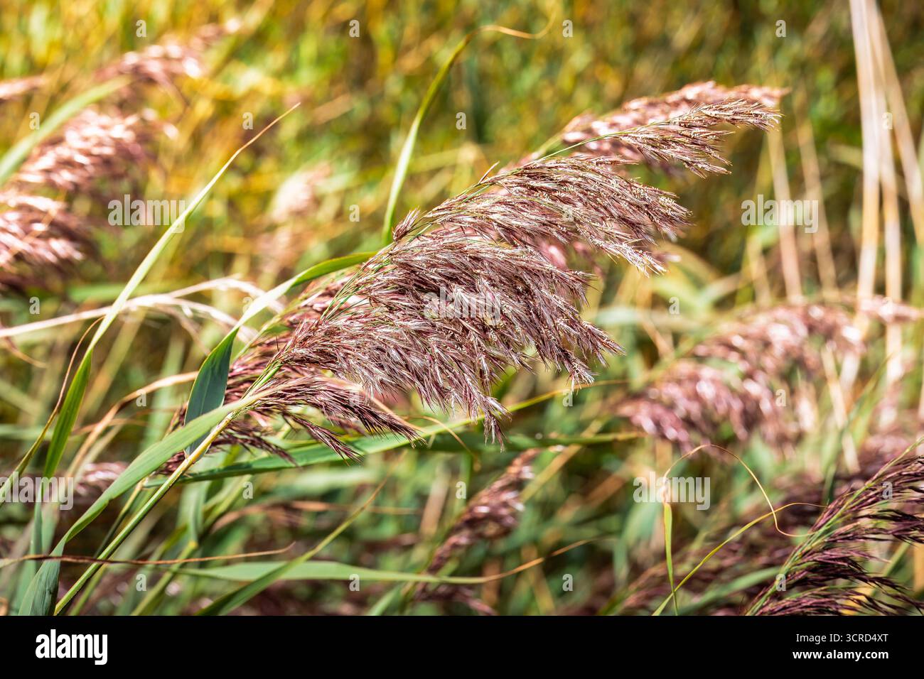 Background of colorful field grasses. including Phragmites australis ...