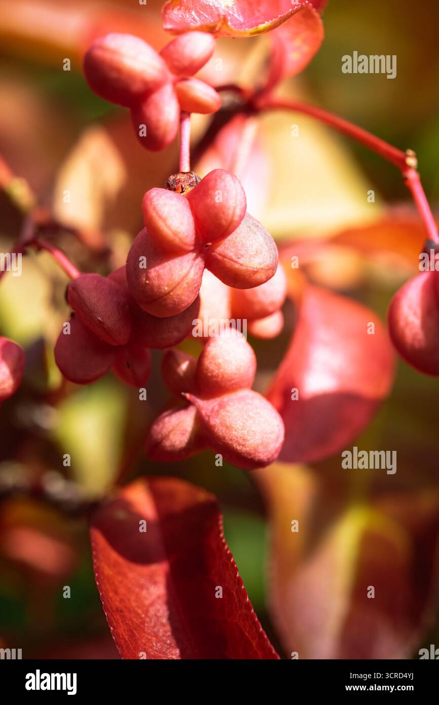 Spindle tree (Euonymus europaeus). The image shows as close-up the ...