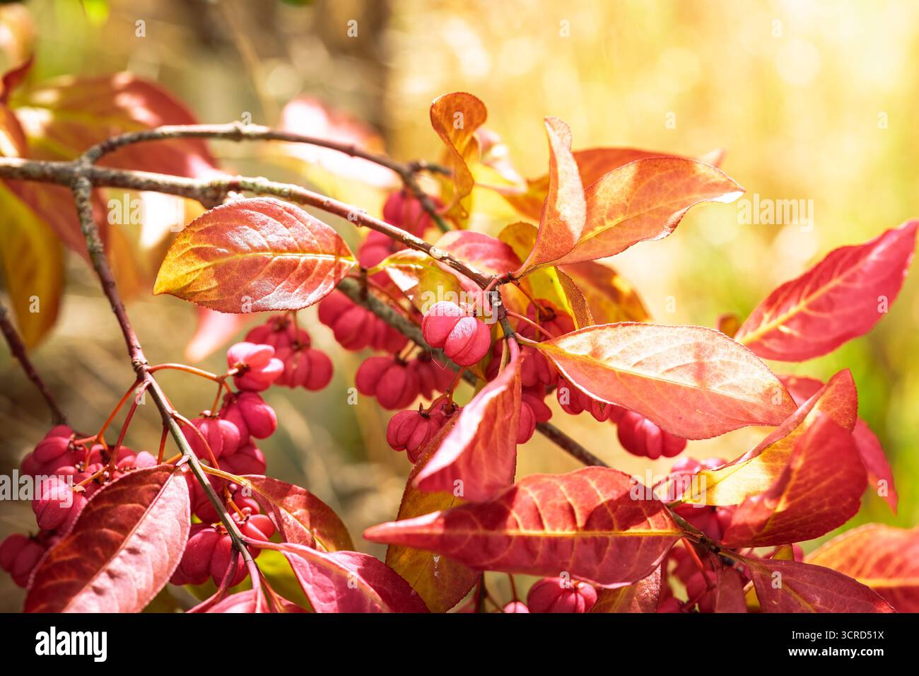 Spindle tree (Euonymus europaeus). The image shows as close-up the ...