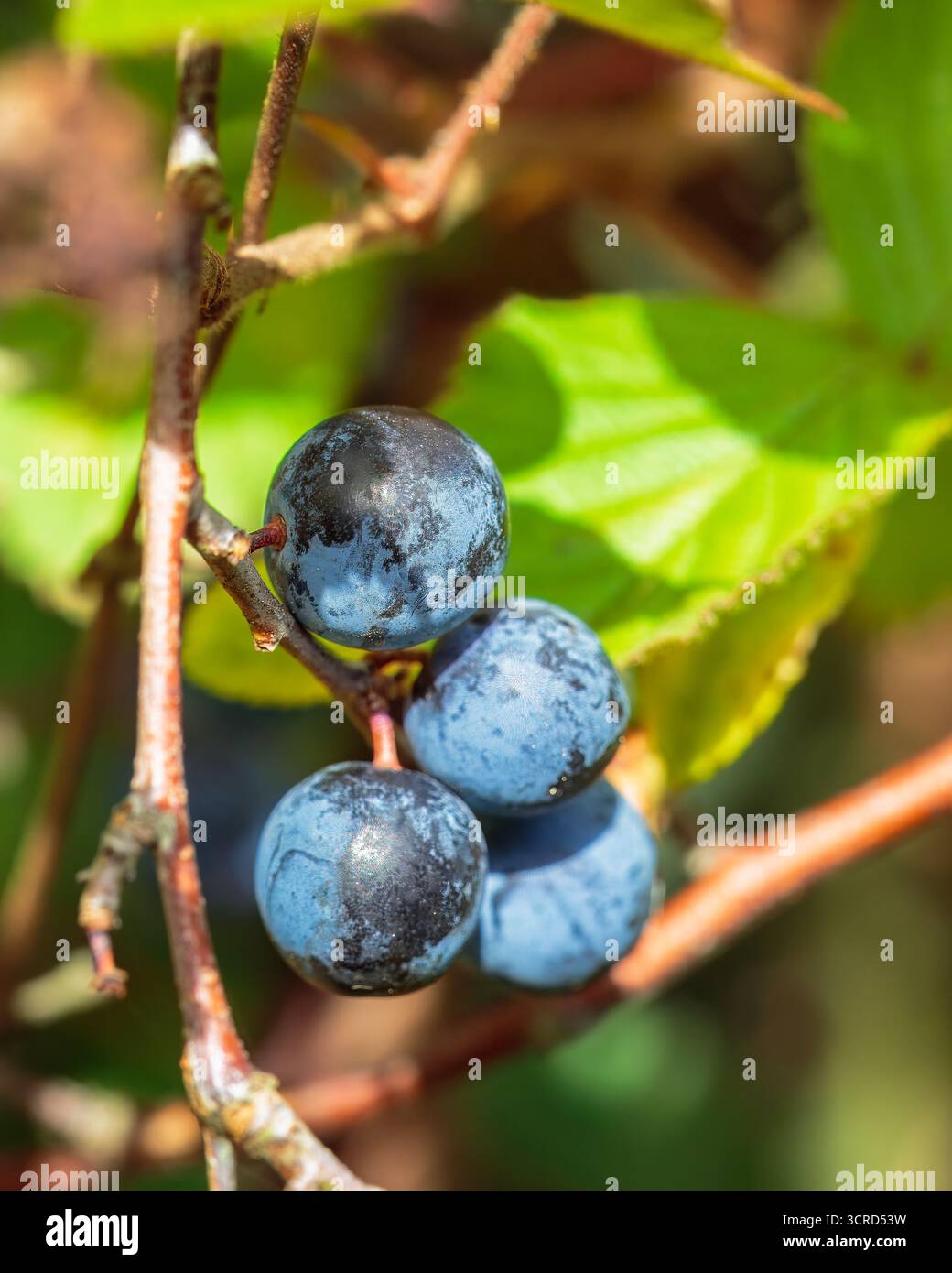 The image shows a sloe berry, which is the fruit of the blackthorn ...