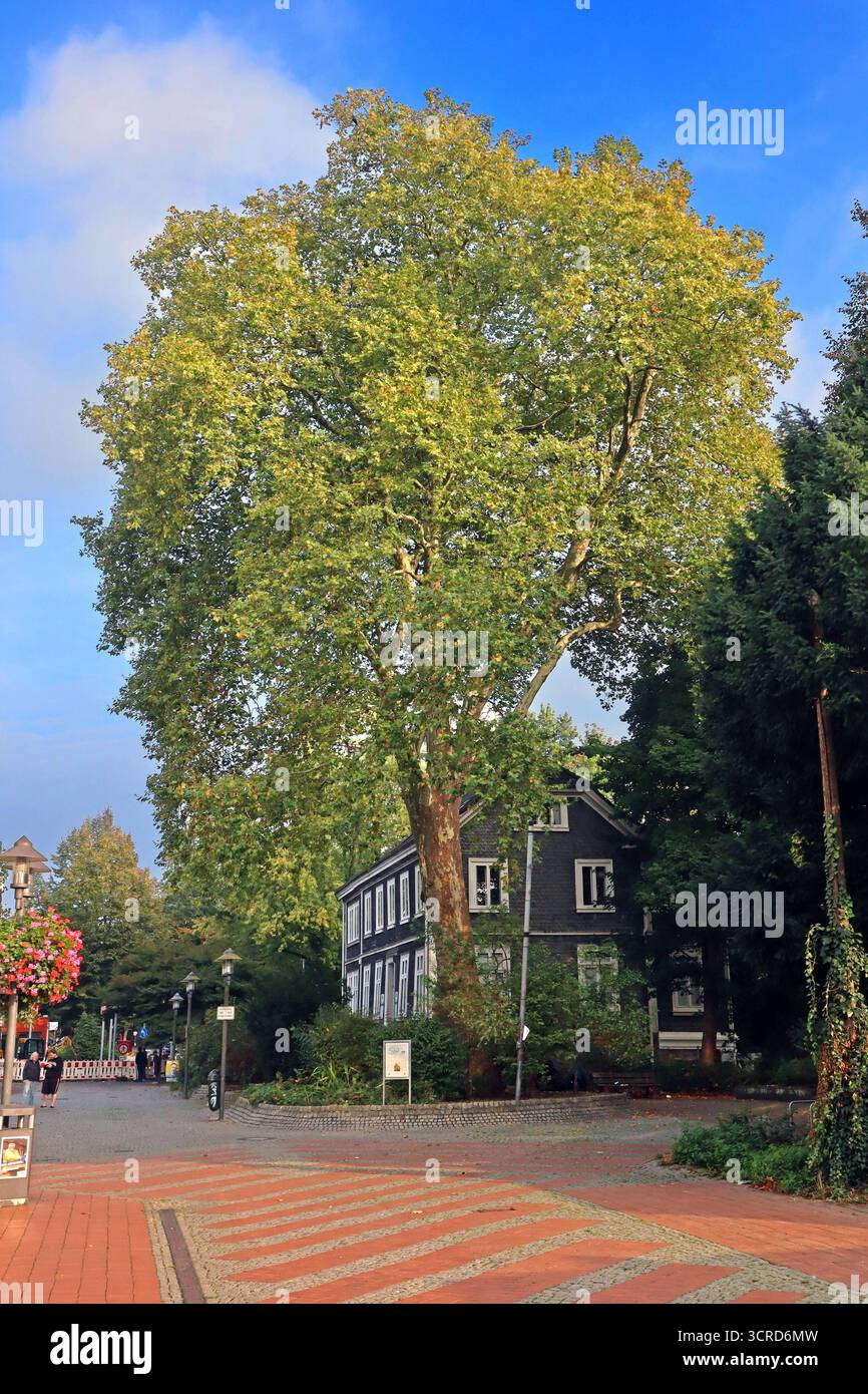 Jahrhunderte alte Platanen Ein Stamm einer uralten, geschützten Platane ...