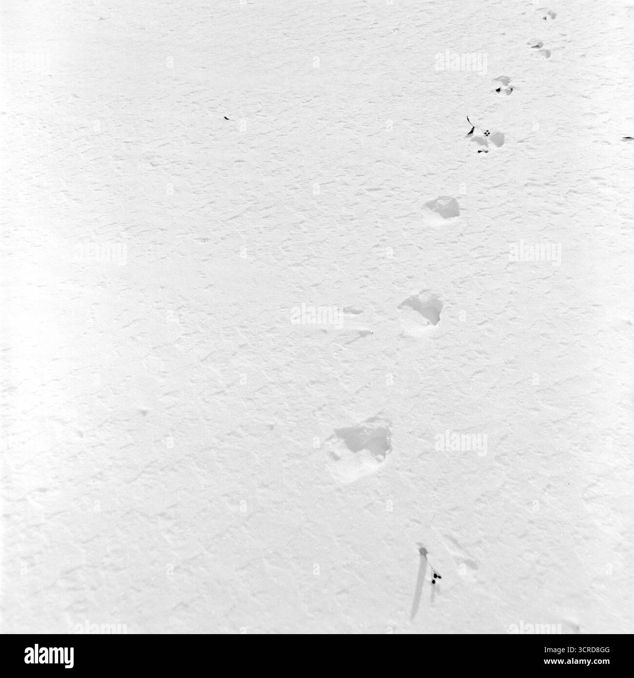 Black and white film photo of faint animal tracks in fresh snow ...