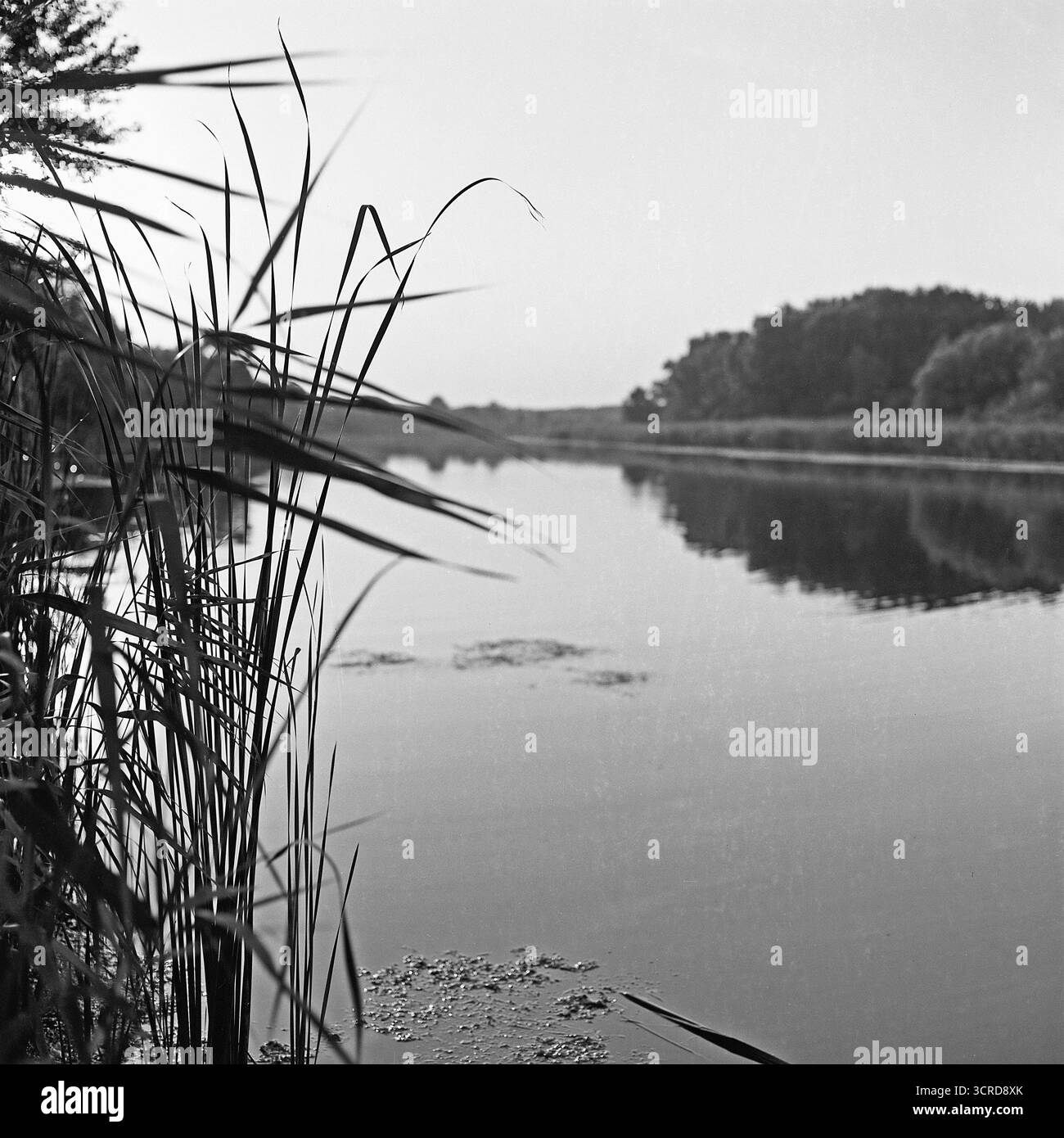 Organic calm background Black and White Stock Photos & Images - Alamy