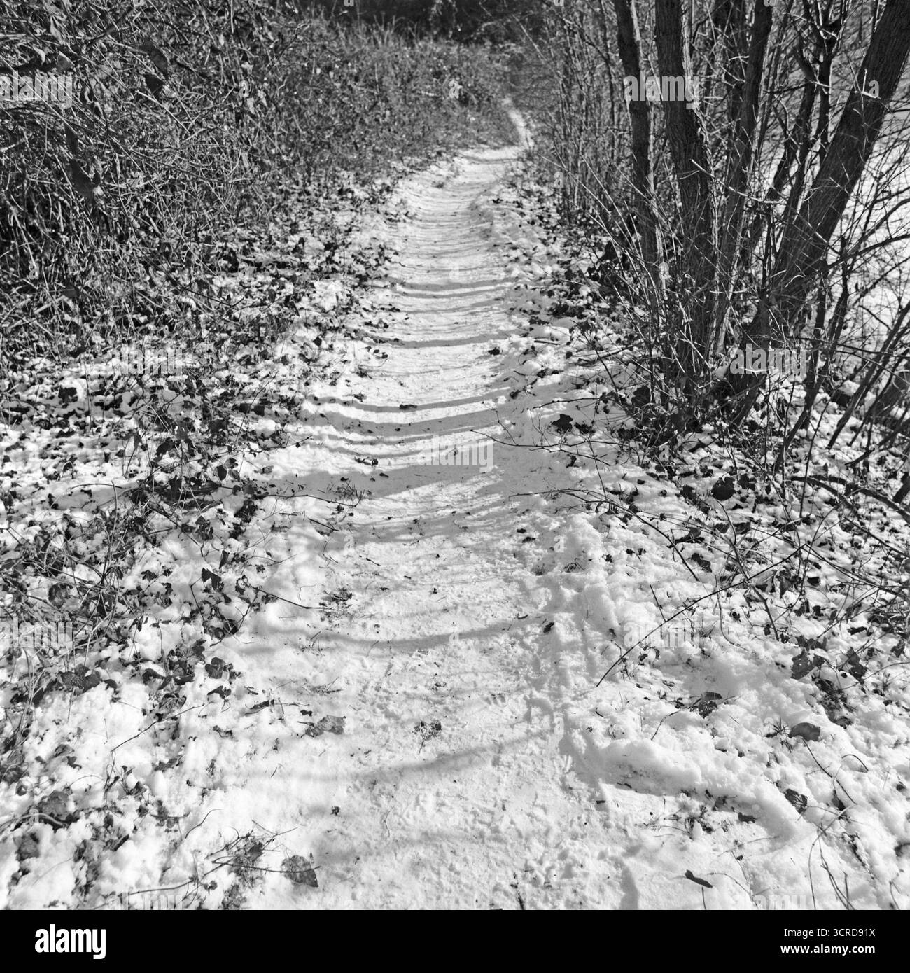 Moody trail Black and White Stock Photos & Images - Alamy