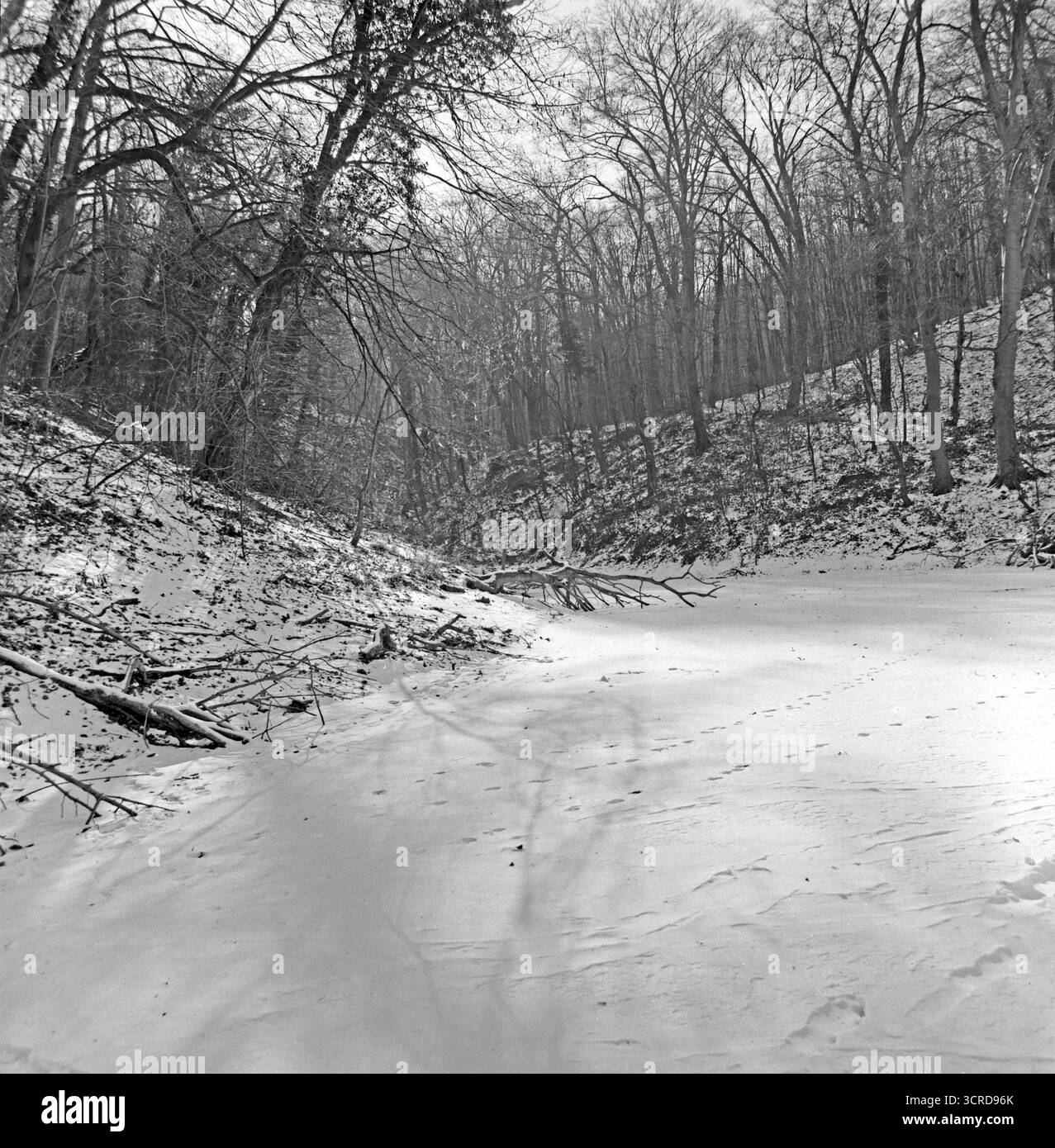 Black and white film photo of faint animal tracks in fresh snow ...
