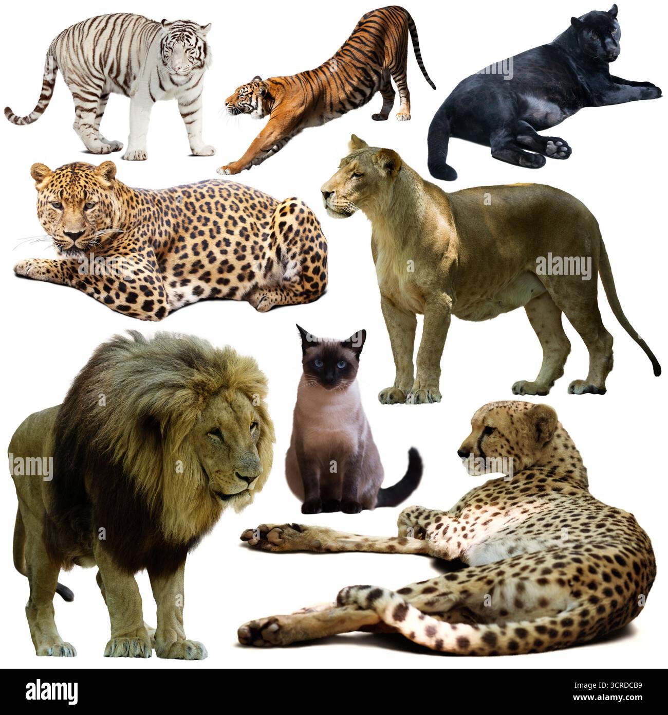 European family coat Cut Out Stock Images & Pictures - Alamy