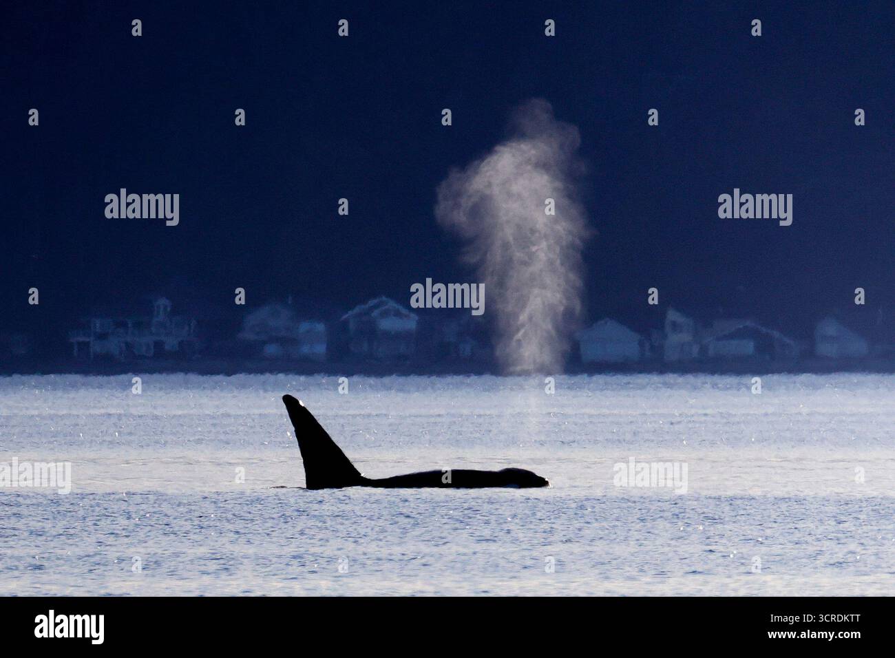 Adult Bigg's killer whale T123A Stanley exhales in the Puget Sound ...