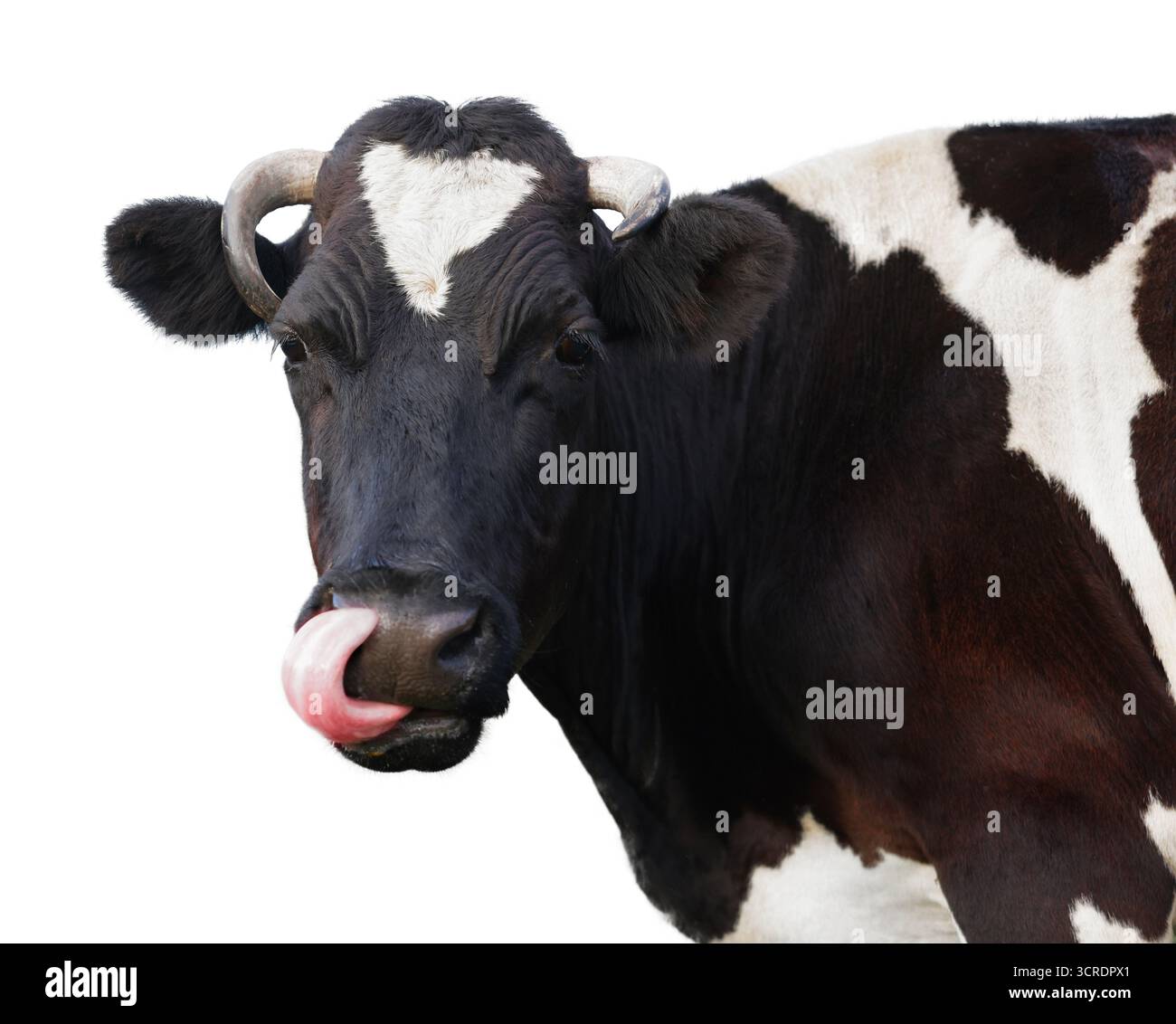 Cute milker cow head hi-res stock photography and images - Alamy