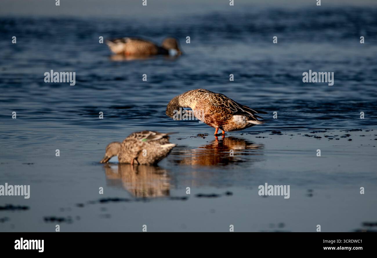 Wildlife in natural habitat Stock Photo - Alamy