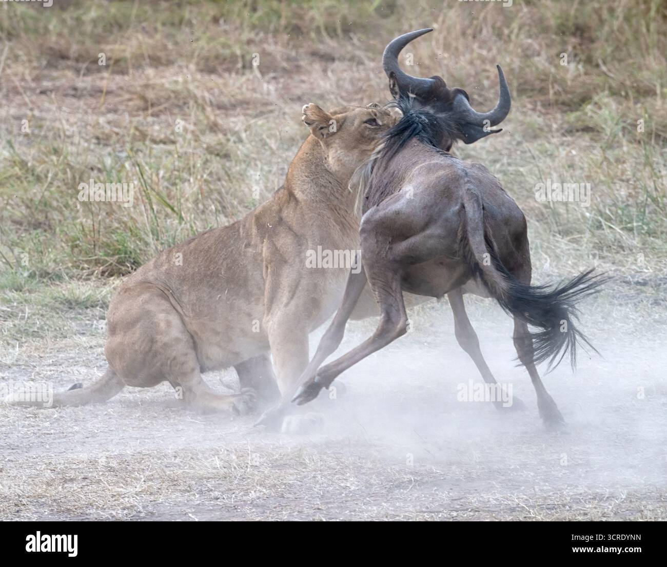 African lion female lioness (Panthera leo) hunting and killing a blue ...
