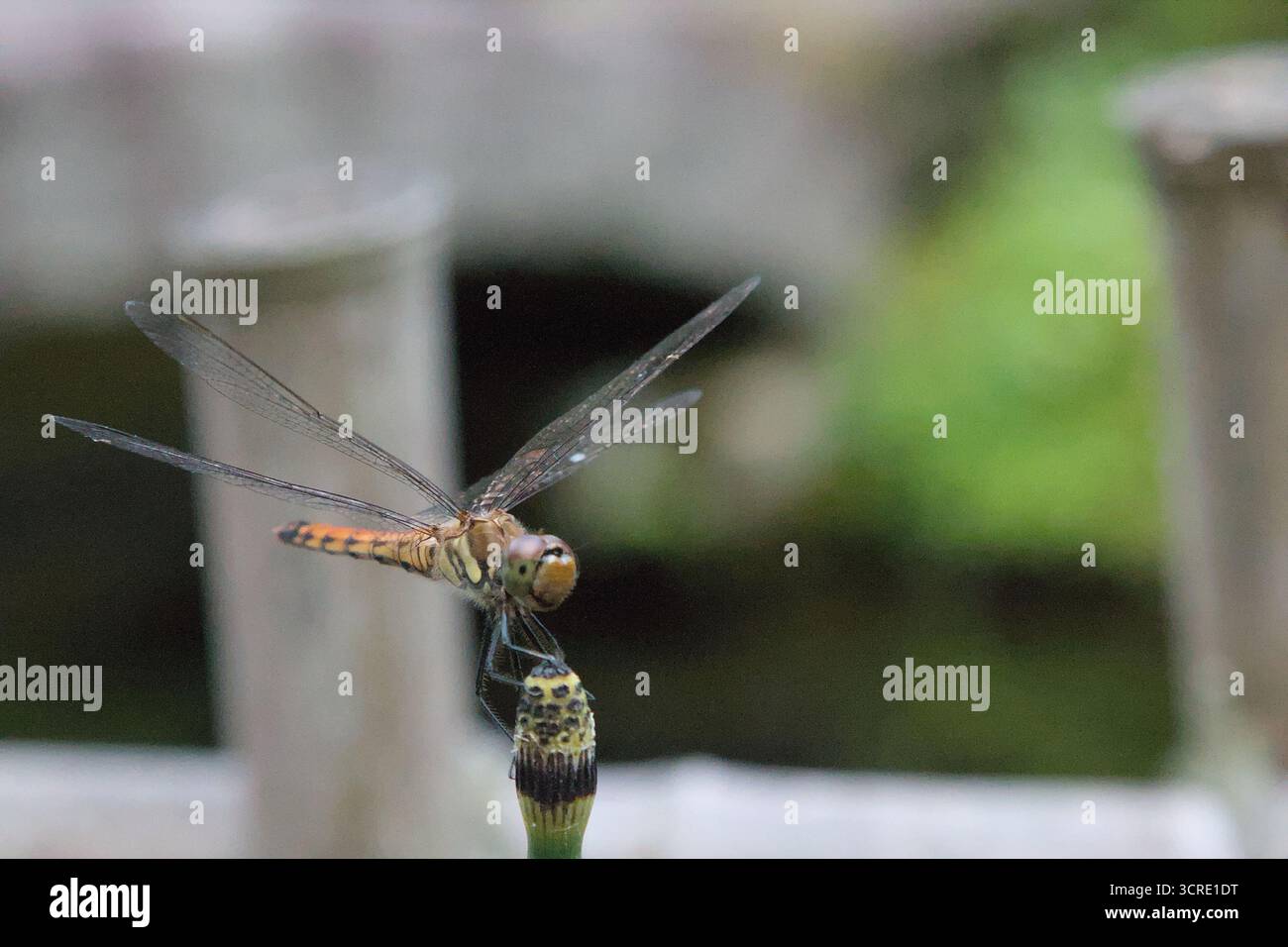 Dragonfly take off from hi-res stock photography and images - Alamy