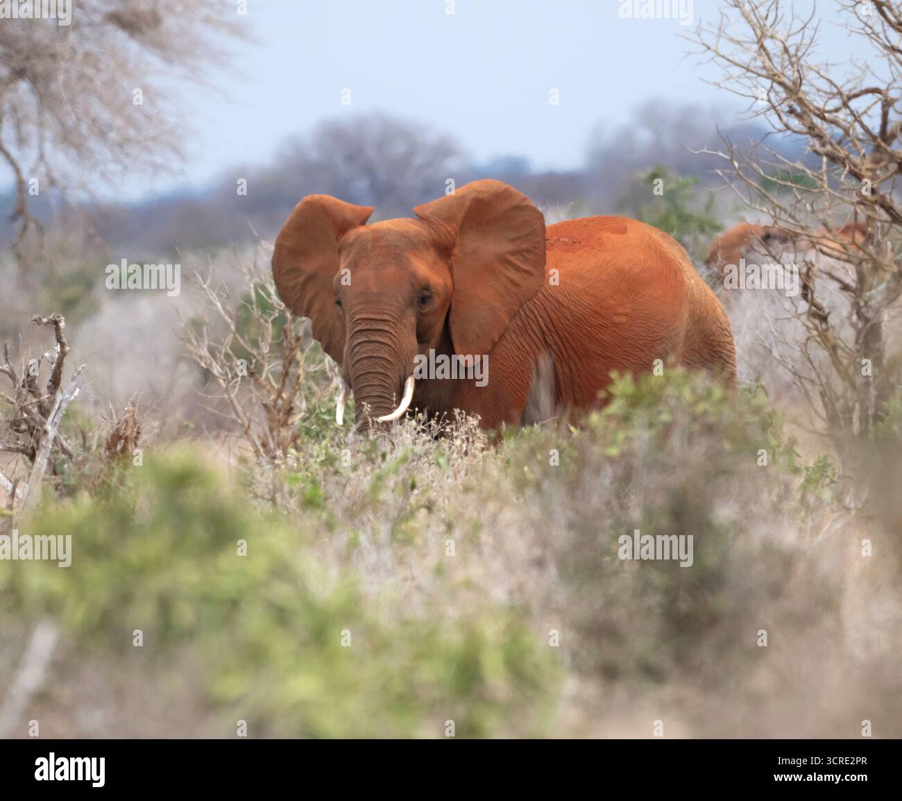 "Red" Tsavo African Savanna Elephant (Loxodonta africana), Tsavo ...