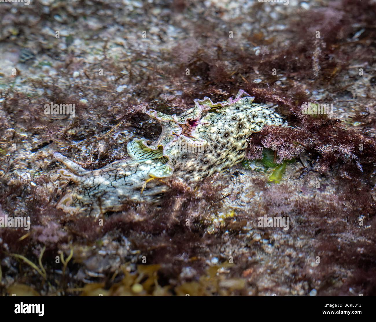 White-speckled sea hare (Aplysia argus) releasing defensive purple dye ...