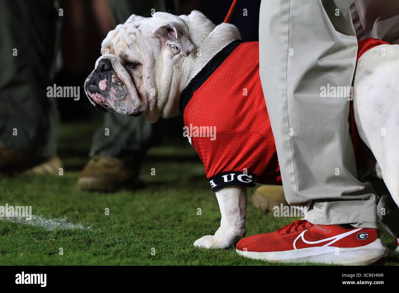 ATHENS, GA - SEPTEMBER 27: Georgia live mascot UGA XI, as known as Boom ...