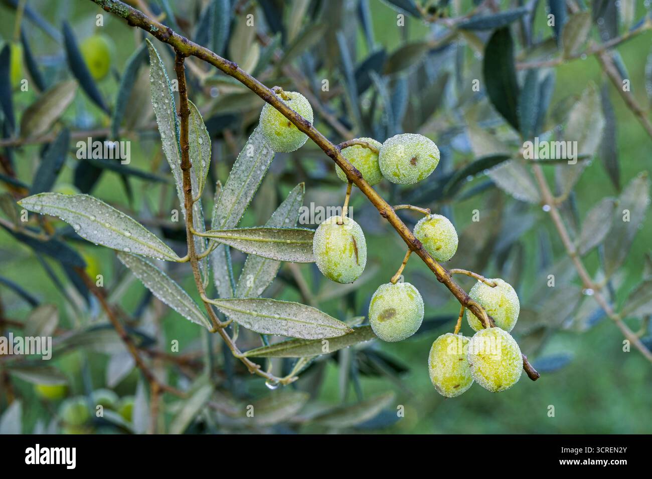 Olive tree close up with morning dew hi-res stock photography and ...
