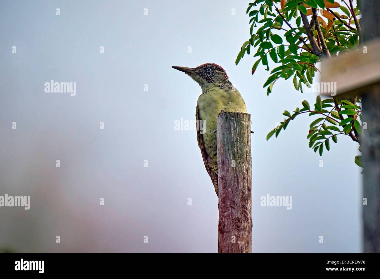 Grünspecht Picus viridis . Grünspecht Picus viridis , Grasspecht oder ...