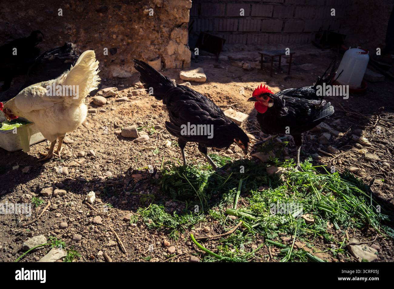 Carmona, Spain, September 30, 2025 Chickens on a farm in the ...