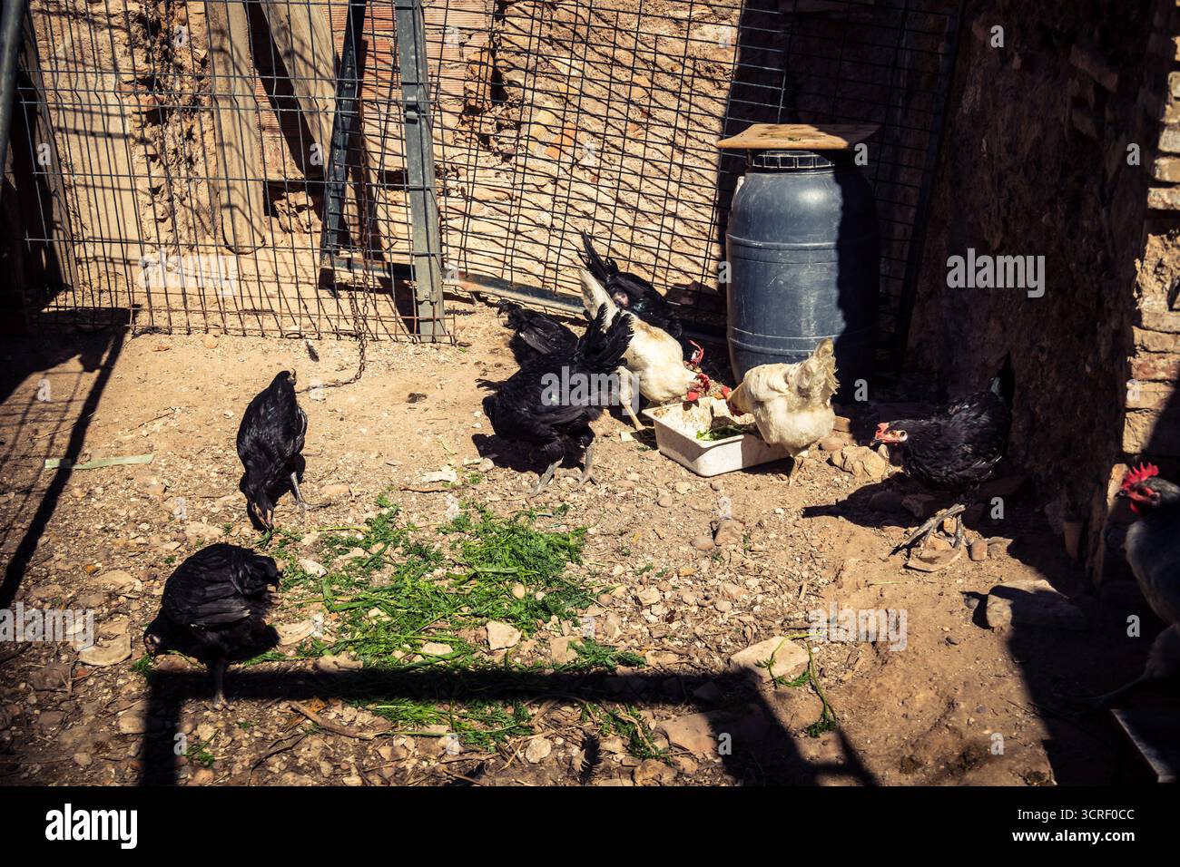 Carmona, Spain, September 30, 2025 Chickens on a farm in the ...