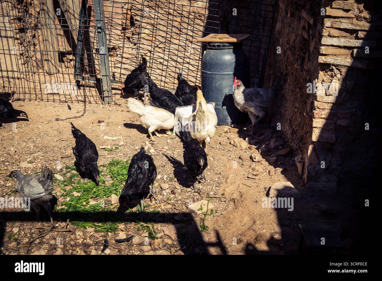 Carmona, Spain, September 30, 2025 Chickens on a farm in the ...