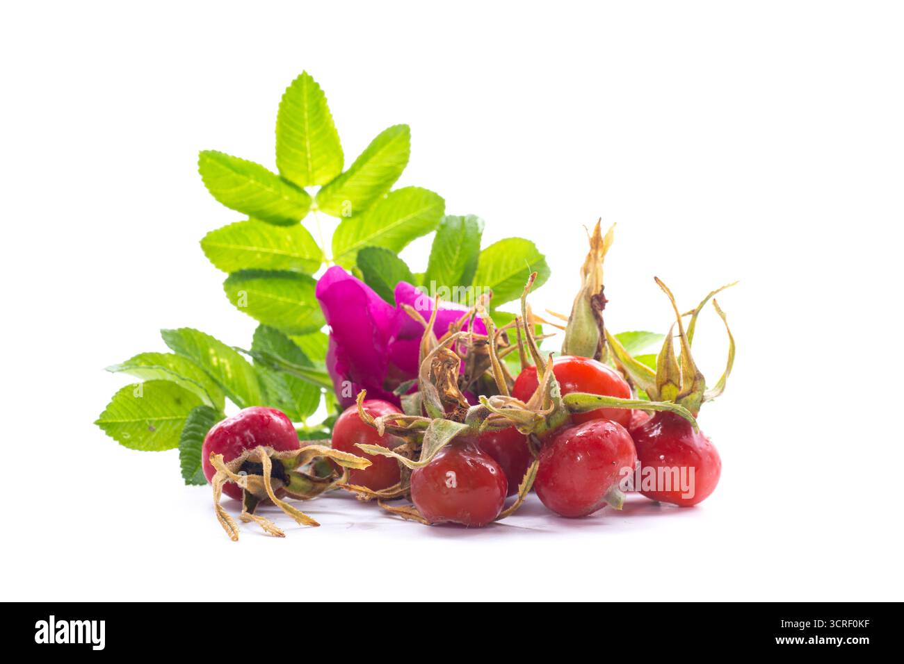 Rose sprig hi-res stock photography and images - Alamy