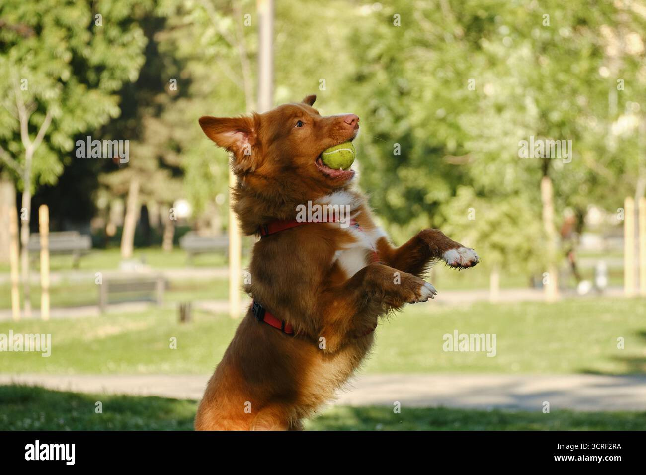 Nova Scotia Duck Tolling Retriever jumping up and catching a tennis ...
