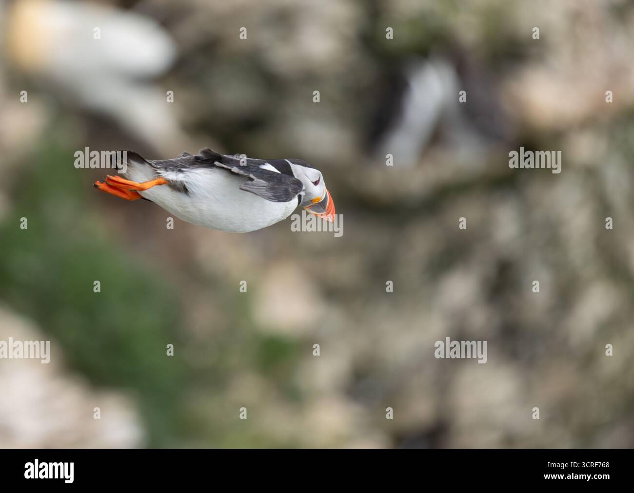 Puffin taking flight from rock hi-res stock photography and images - Alamy