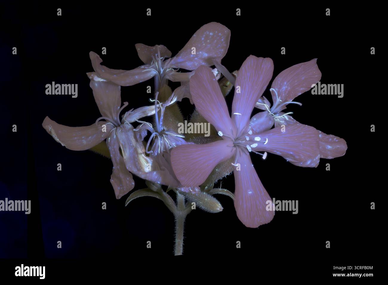 Soap Root (Saponaria officinalis), flower photographed with UV light ...