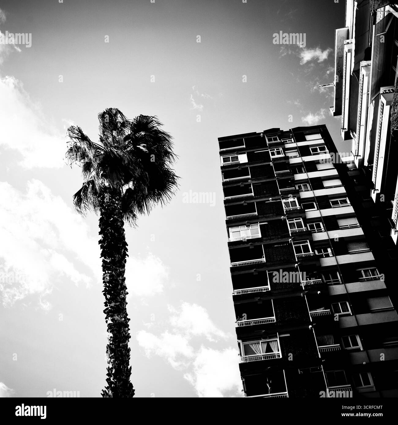 Palm tree and apartment building Stock Photo - Alamy