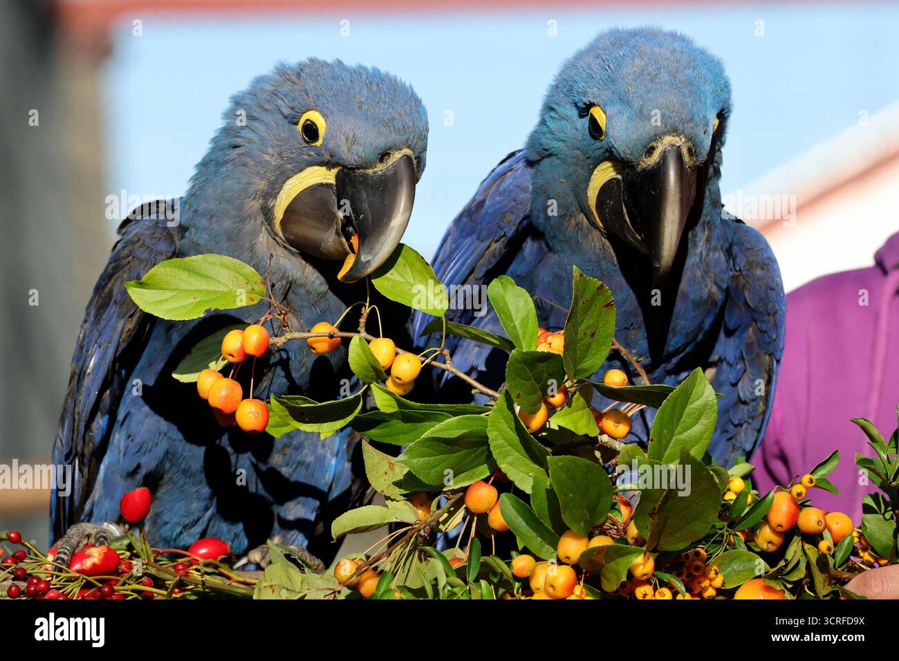 Marlow, Germany. 30th Sep, 2025. The Marlow Bird Park has its first ...