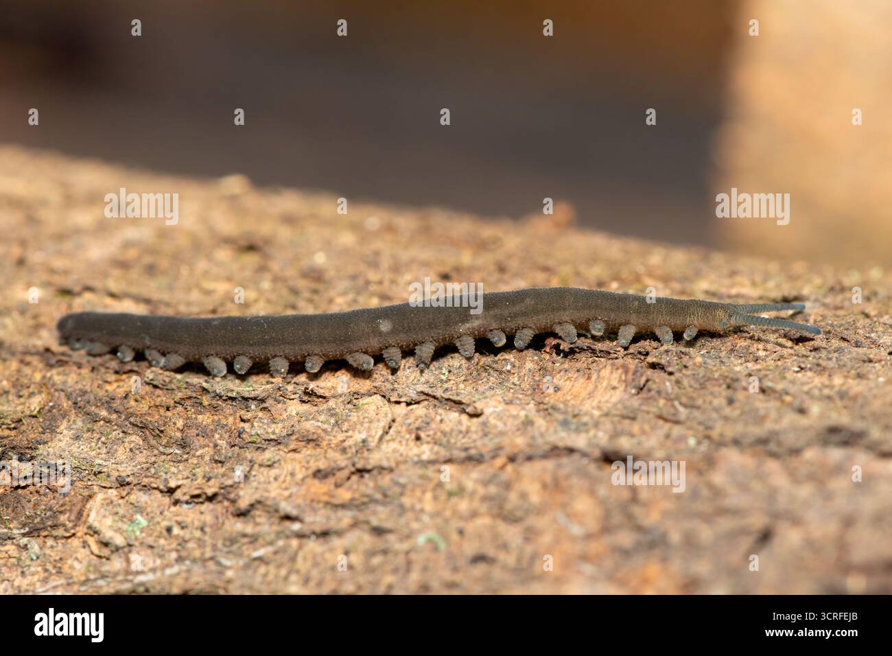 A Stunning Polychrome Velvet Worm (Peripatopsis polychroma). A Rare ...