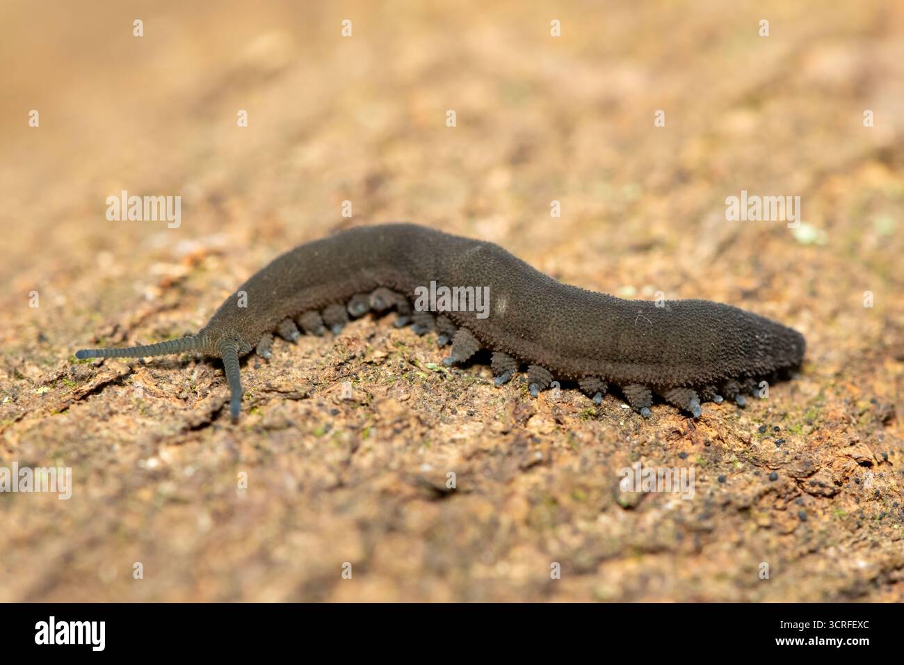 A Stunning Polychrome Velvet Worm (Peripatopsis polychroma). A Rare ...