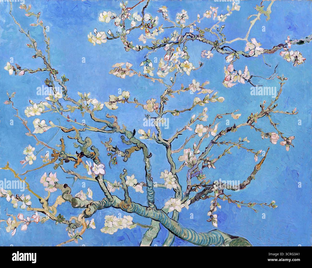 Close up view bold Stock Vector Images - Alamy