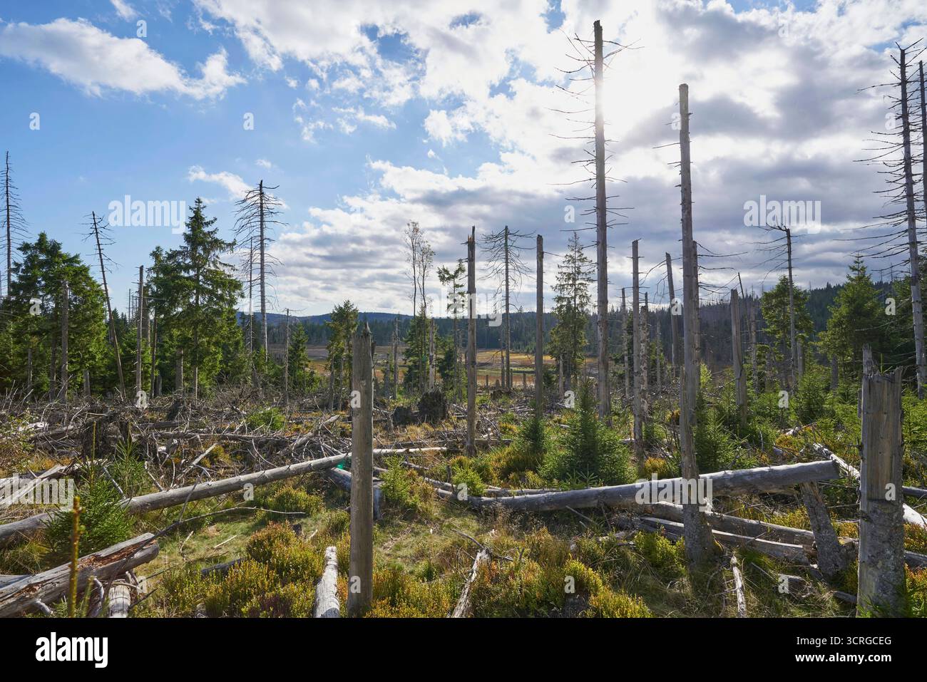 Der Wald beim fast leeren Oderteich am 29.09.2025 im Harz in ...