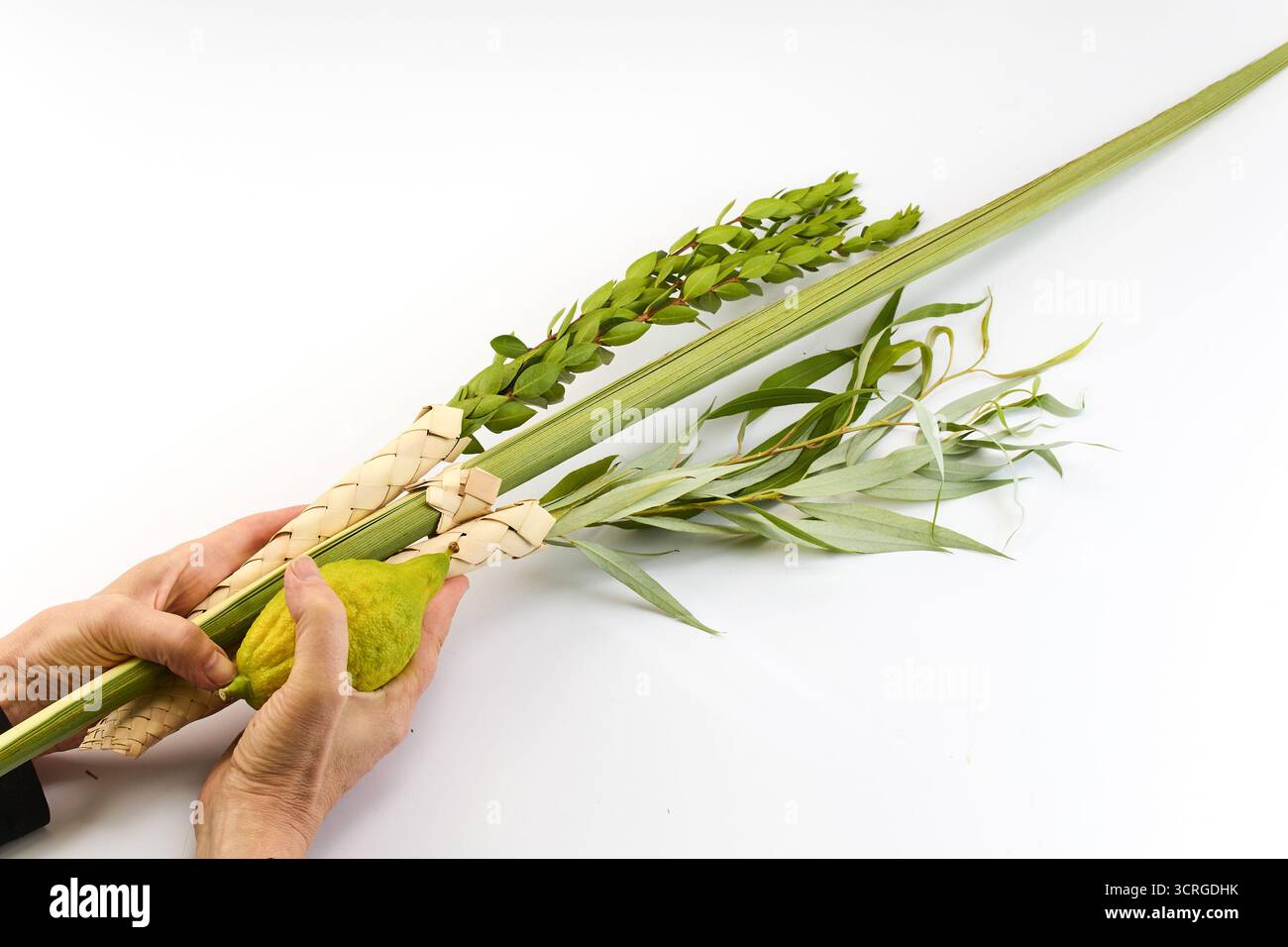 Lulav etrog symbolic in hi-res stock photography and images - Alamy