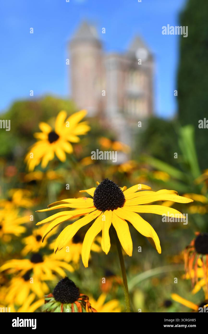 Rudbeckia in full sun hi-res stock photography and images - Alamy