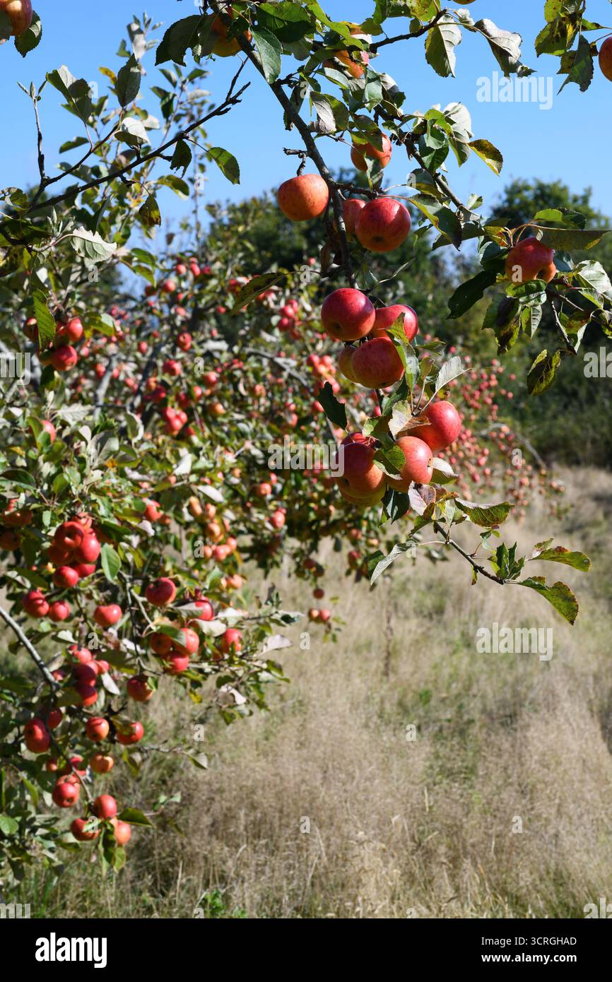 End of summer orchard hi-res stock photography and images - Alamy