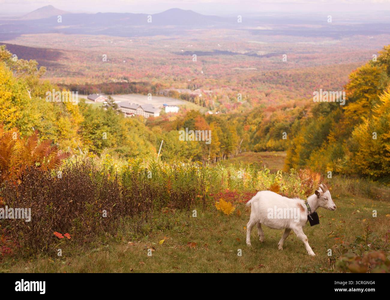 A goat wearing a geofence collar walks on a ski slope at Jay Peak ...