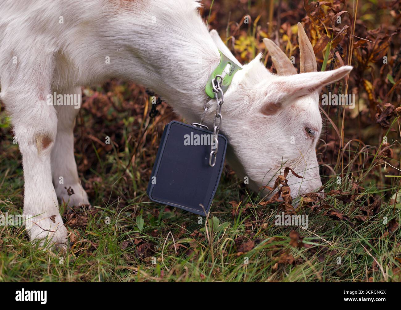 A goat grazes on a ski slope at Jay Peak Resort, Friday, Sept. 26, 2025 ...